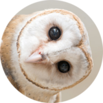 Welcome to Scriptorium