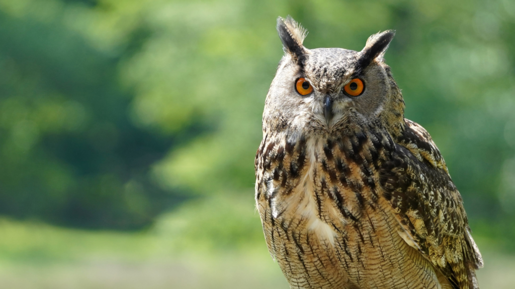 Welcome to Scriptorium